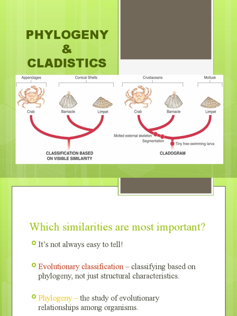 Phylogeny and Cladistics Updated | PDF