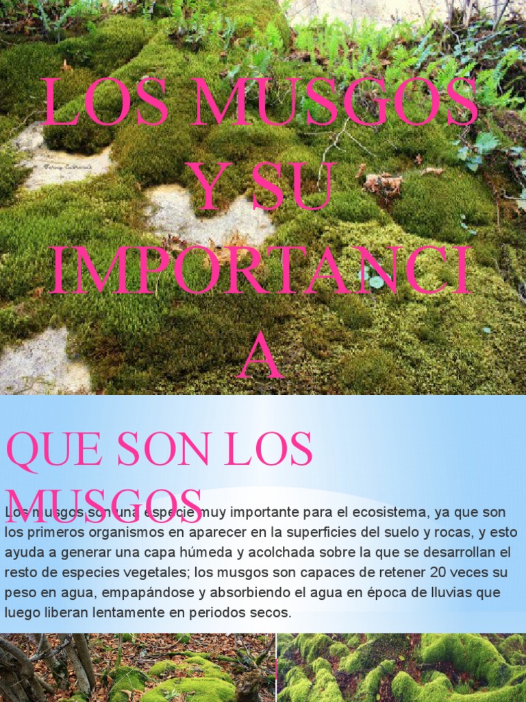 Tipos y clasificación de los musgos | PDF | Musgo | Américas