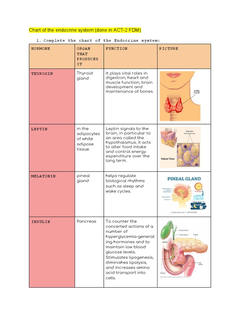 Endocrine System Chart | PDF | Endocrine System | Hormone