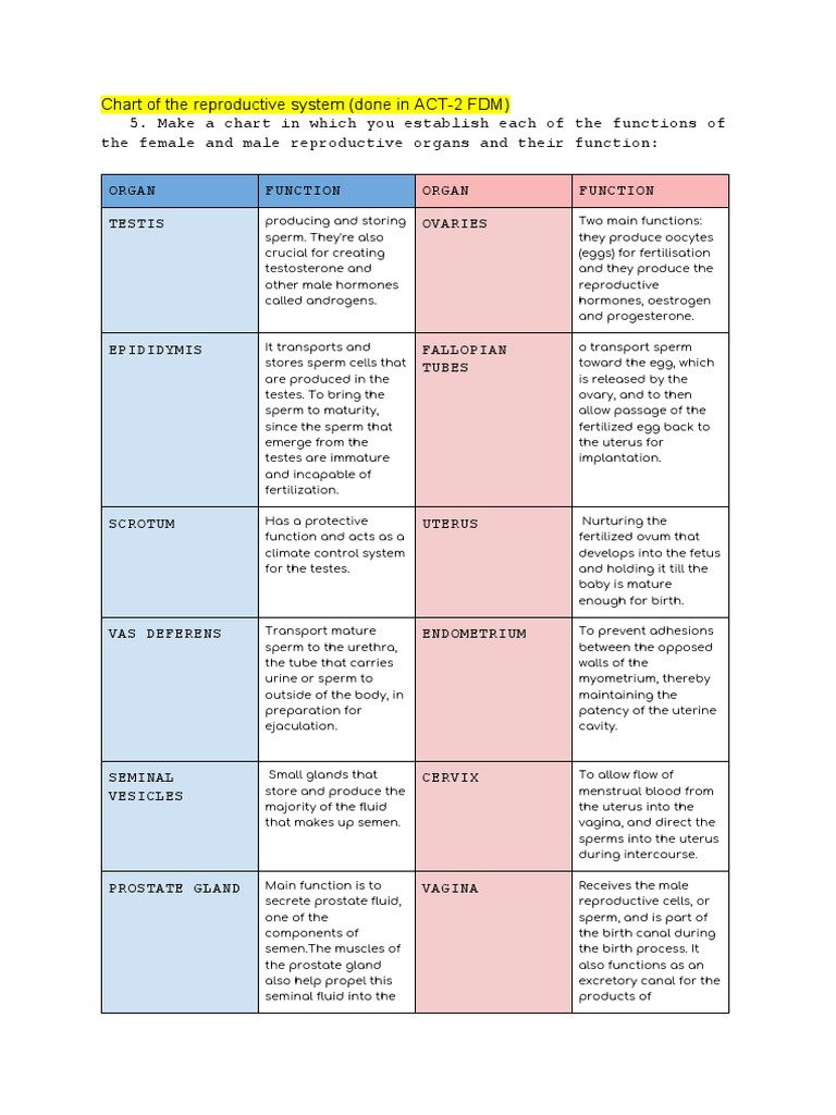 Reproductive System Chart | PDF | Reproductive System | Uterus