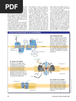 Las Uniones GAP | PDF | Músculo | Contracción muscular