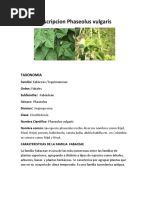 Ficha Técnica Del Pasto Marandú (Brachiaria Brizantha Cv. Marandú ...