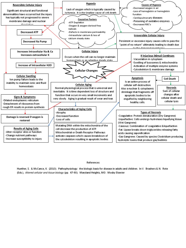 Concept Map Example | PDF | Apoptosis | Necrosis