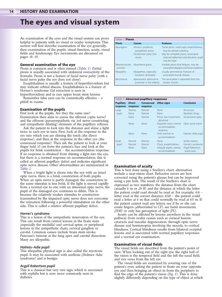 The Eyes and Visual System | PDF | Occipital Lobe | Visual Acuity