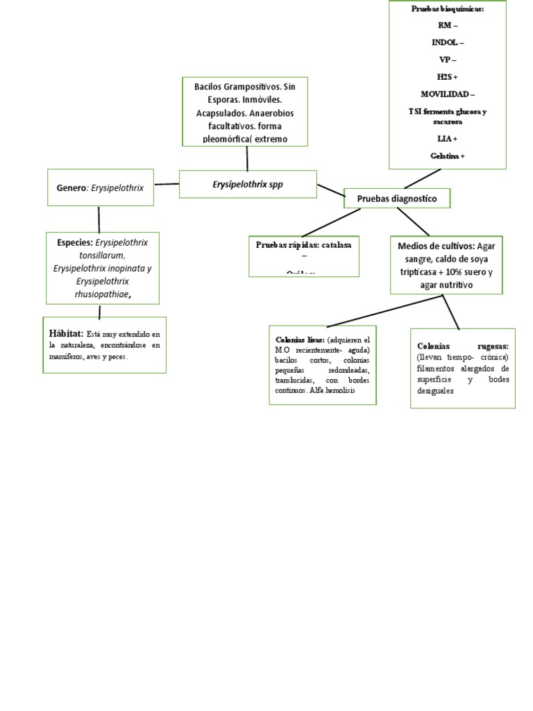 Erysipelothrix SPP Flujo | PDF | Microbiología | Biología