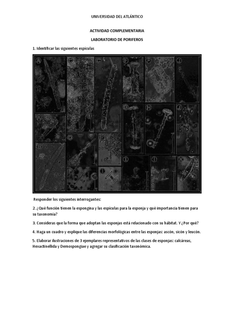 Actividad Complementaria | PDF