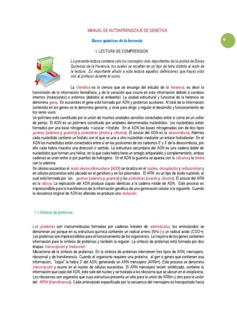 Genética Taller Con Lectura Comprensiva | PDF | Mitosis | Codigo genetico