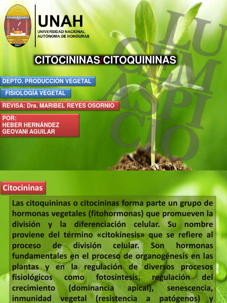 Funciones de las Citoquininas en Plantas | PDF | Fisiología de las ...
