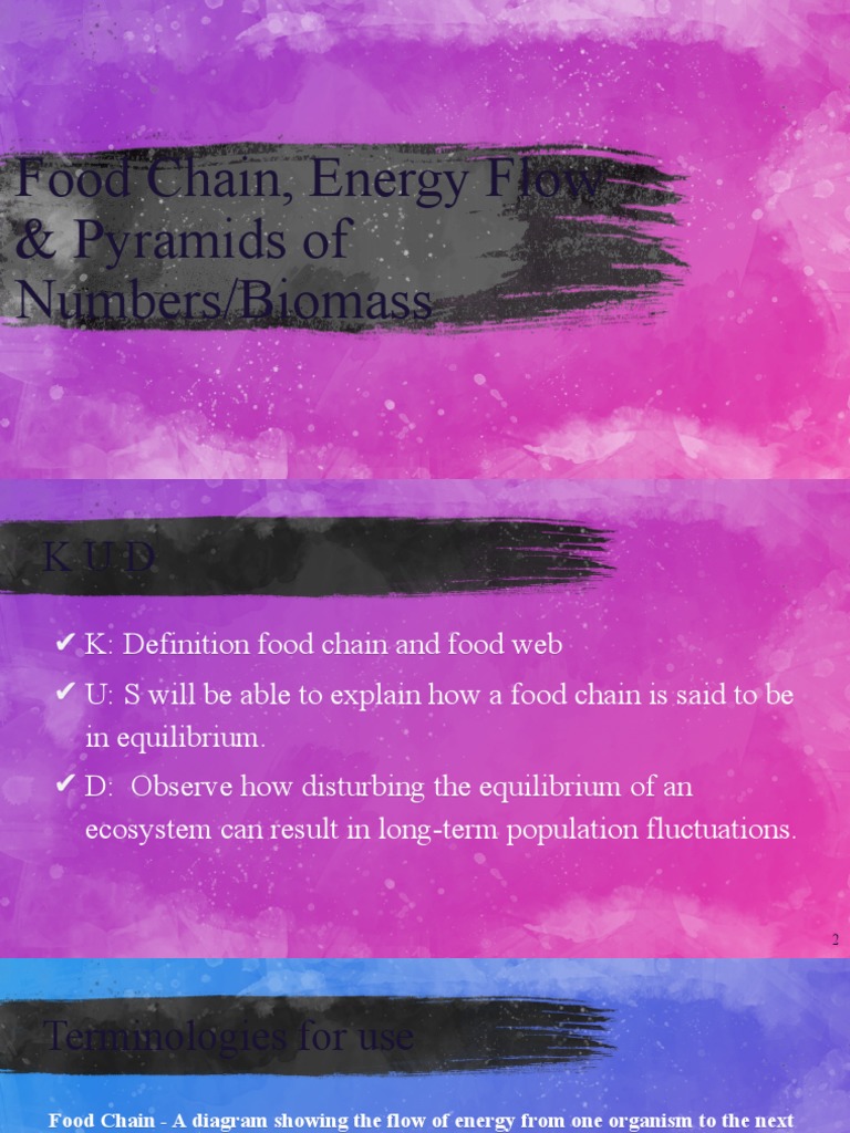 Food Chain, Energy Flow, Pyramids | PDF | Food Web | Ecosystem