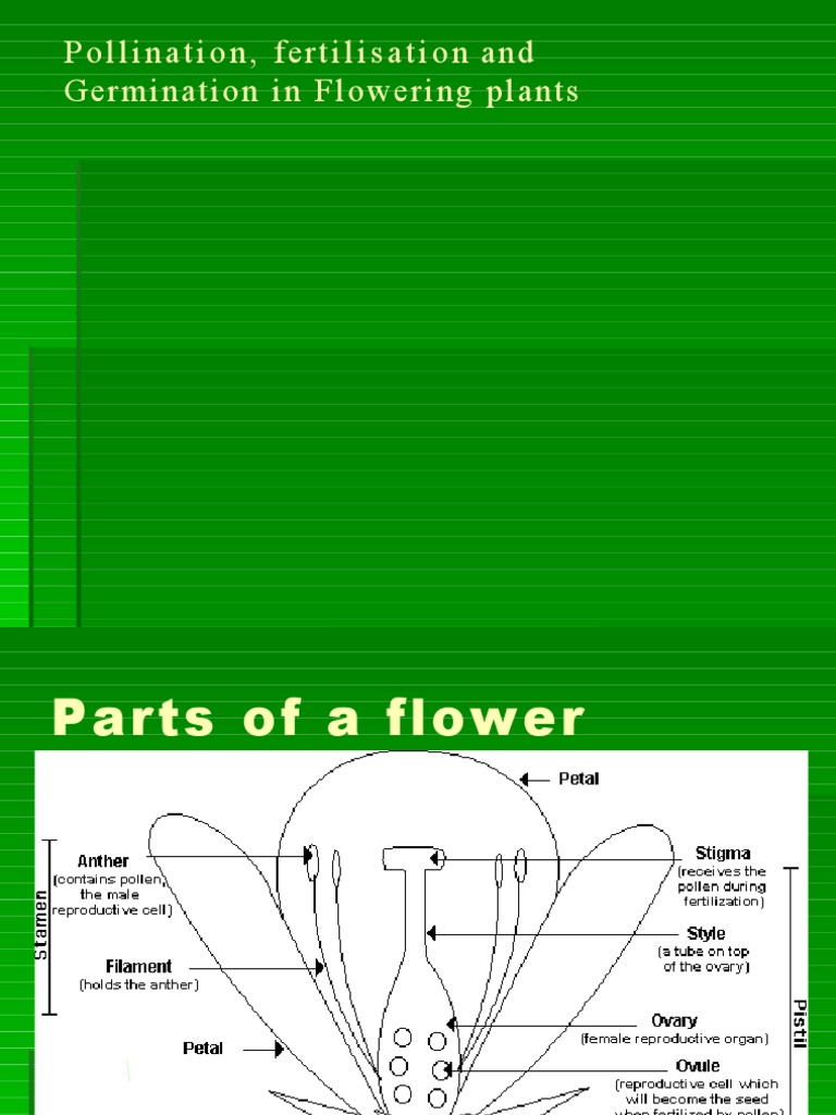 Pollination, Fertilisation and Germination | PDF | Pollination | Flowers