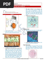 Fundus Drawing Techniques and Guidelines | PDF | Retina | Human Eye