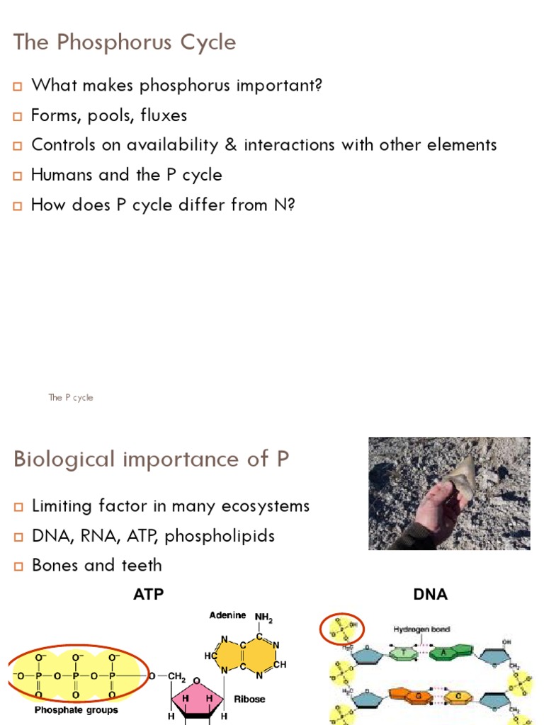 Phosphorus Cycle | PDF | Earth Sciences | Physical Geography
