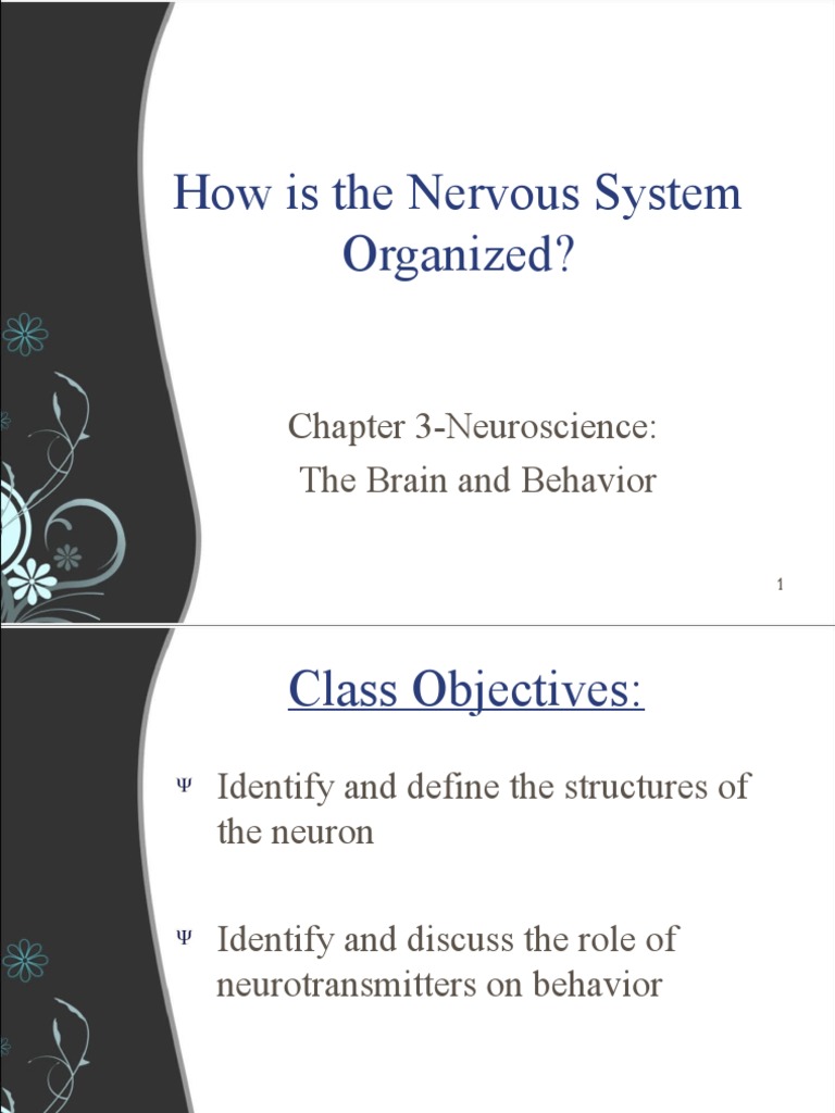 How Is The Nervous System Organized?: Chapter 3-Neuroscience: The Brain and Behavior | PDF ...