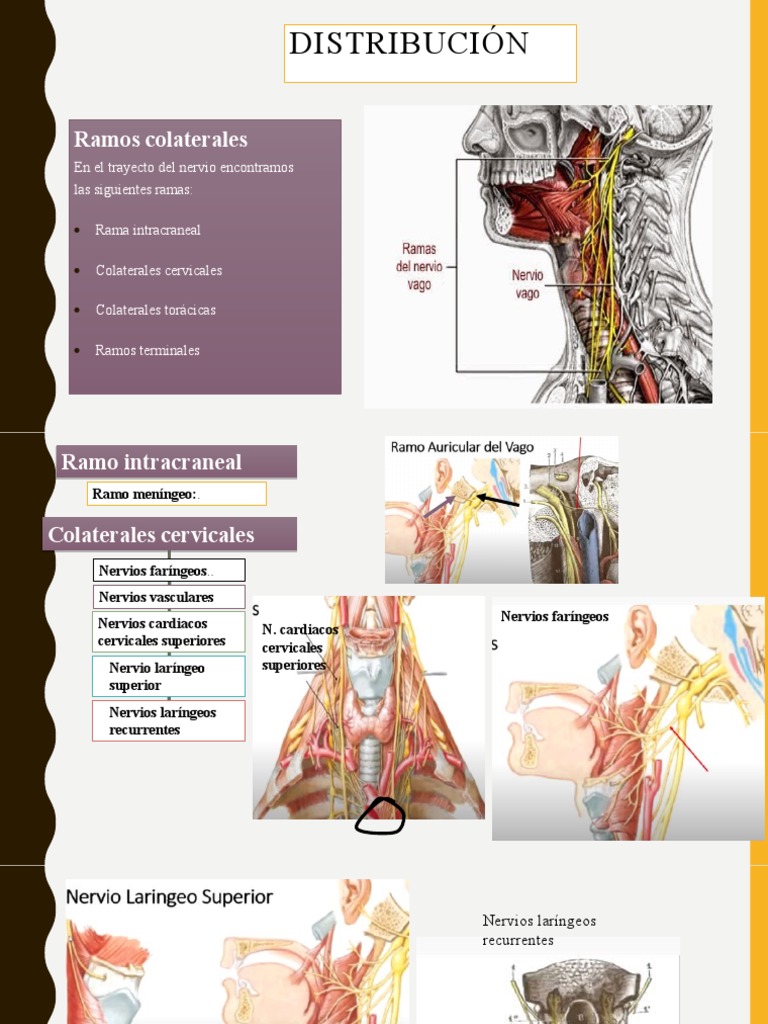 Trayecto y ramas del nervio vago | PDF | Nervio vago | Neuroanatomía
