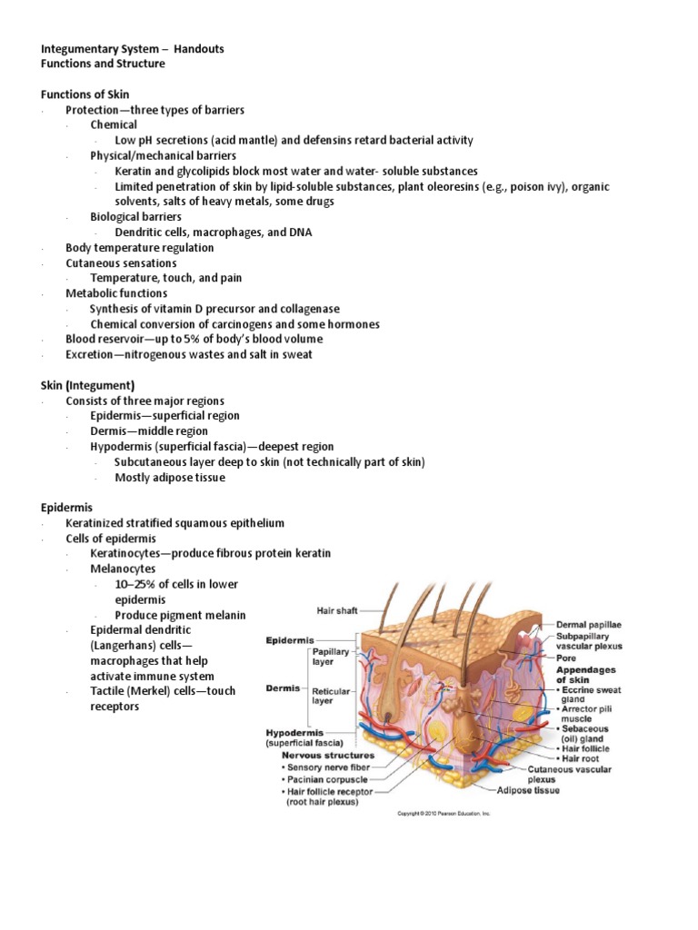 Handouts Integumentary Sys Sp11 B201 | PDF | Skin | Epidermis