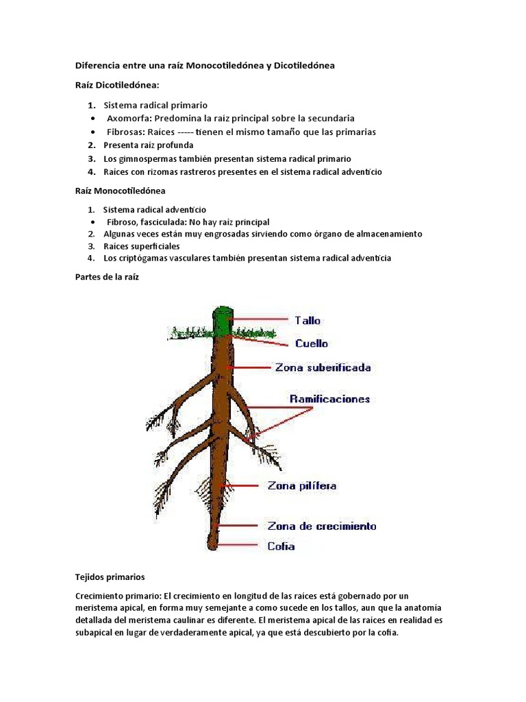 Meristema Apical De La Raíz
