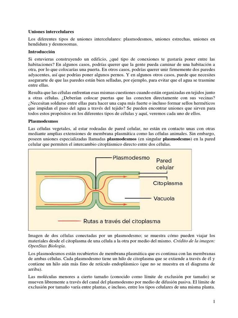 4-4 Uniones Intercelulares | PDF | Biología Celular) | Membrana celular