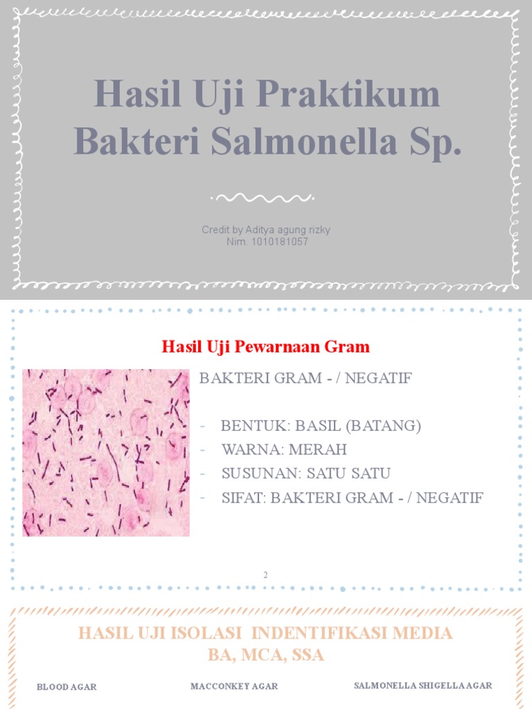 Bakteri Salmonella SP | PDF | Kesehatan Holistik