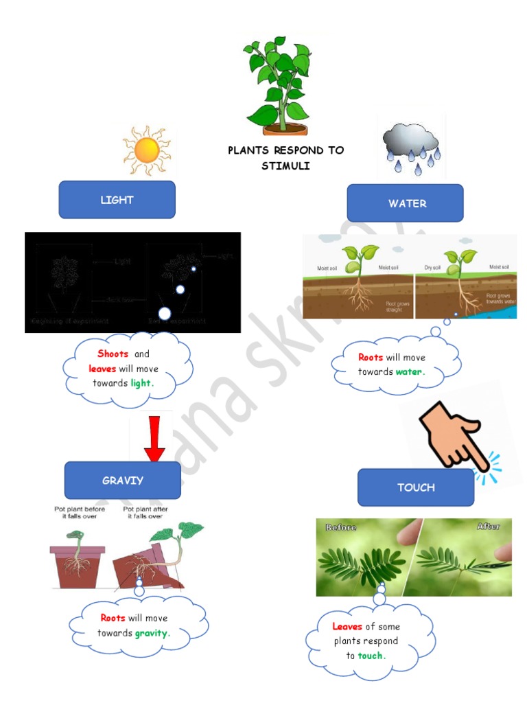 Light Water: Plants Respond To Stimuli | PDF