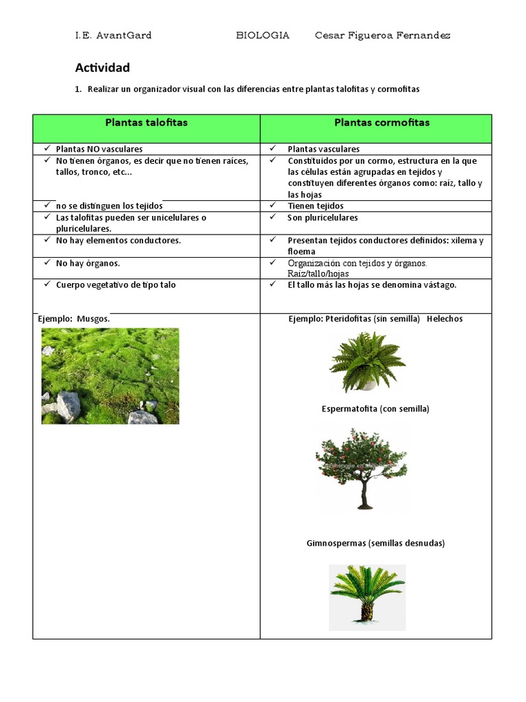 Briofitas Talofitas | PDF | Tallo de la planta | Hoja