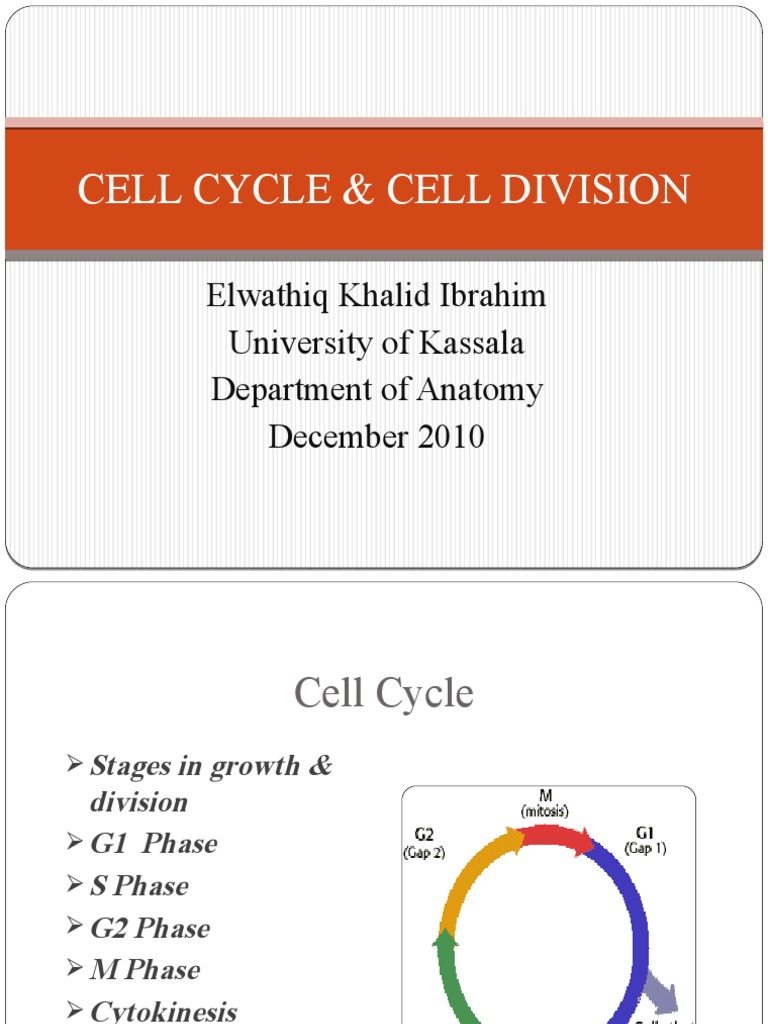 Cell Cycle & Division | PDF | Meiosis | Mitosis