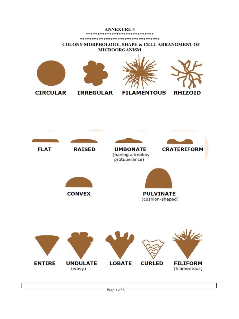 COLONY MORPHOLOGY SHAPE CELL ARRANGMENT OF MICROORGANISMs | PDF | Gram ...