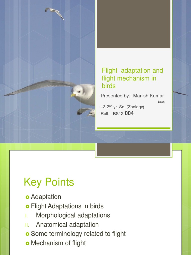 Flight Adaptation and Flight Mechanism in Birds: Presented By:-Manish ...