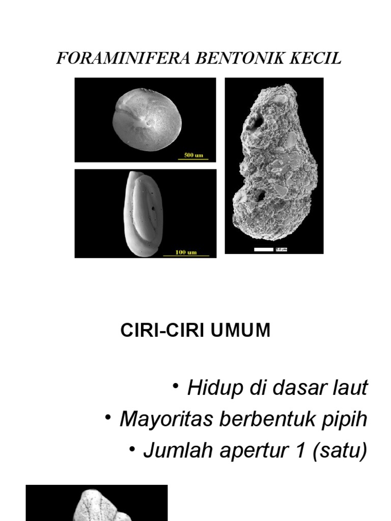 Foraminifera Bentonik Kecil | PDF