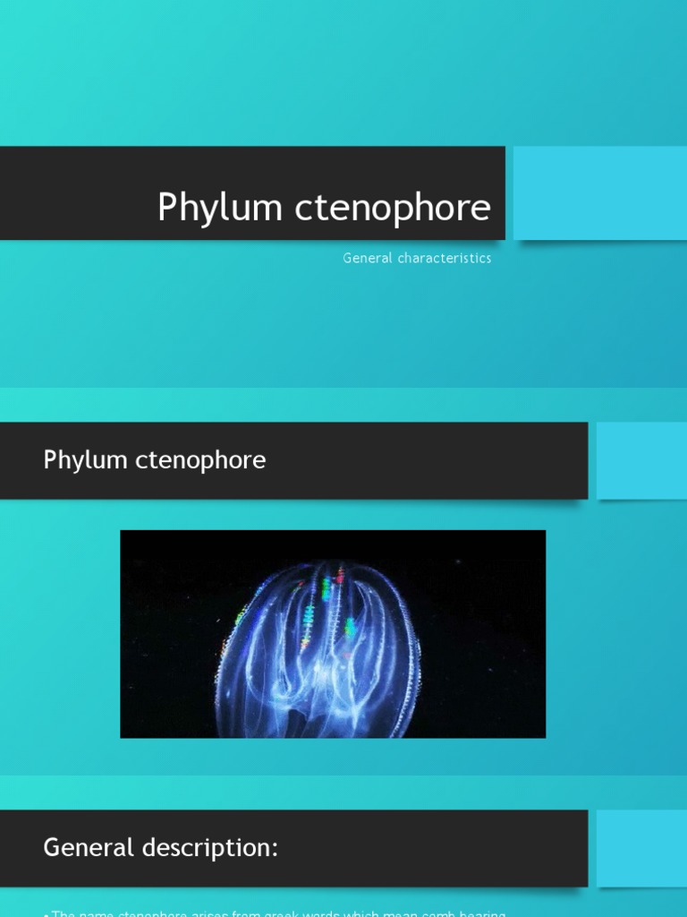 Phylum Ctenophore | PDF | Zoology | Organisms