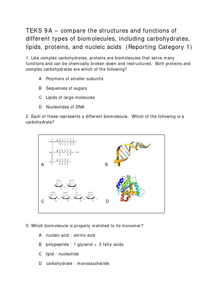 Biomolecules Practice Questions | PDF | Biomolecules | Nucleic Acids