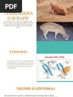 Cooperia SPP | PDF | Nematodo | Sistema reproductivo