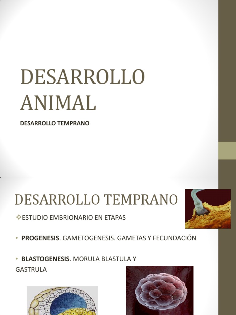 Desarrollo Animal Clase 6 | PDF | Procesos biologicos | Biología