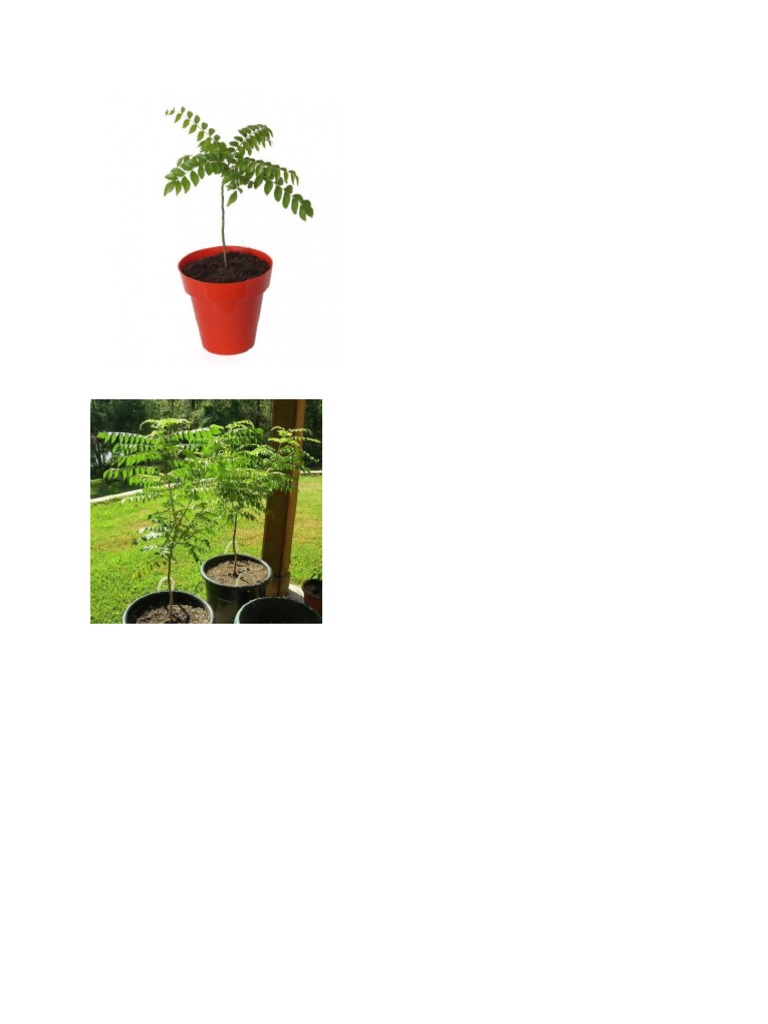 SUPW Project Photos | PDF