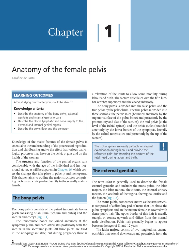 Anatomia Pelvis Femenina Pdf Uterus Pelvis