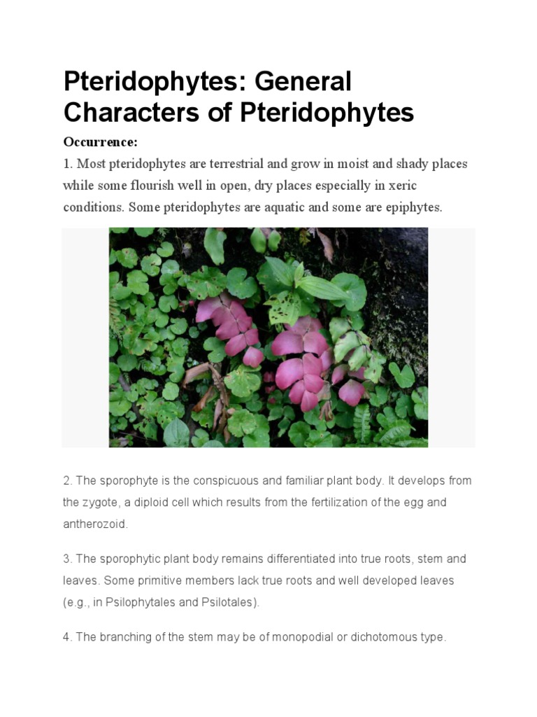 Pteridophytes: General Characters of Pteridophytes: Occurrence | PDF ...