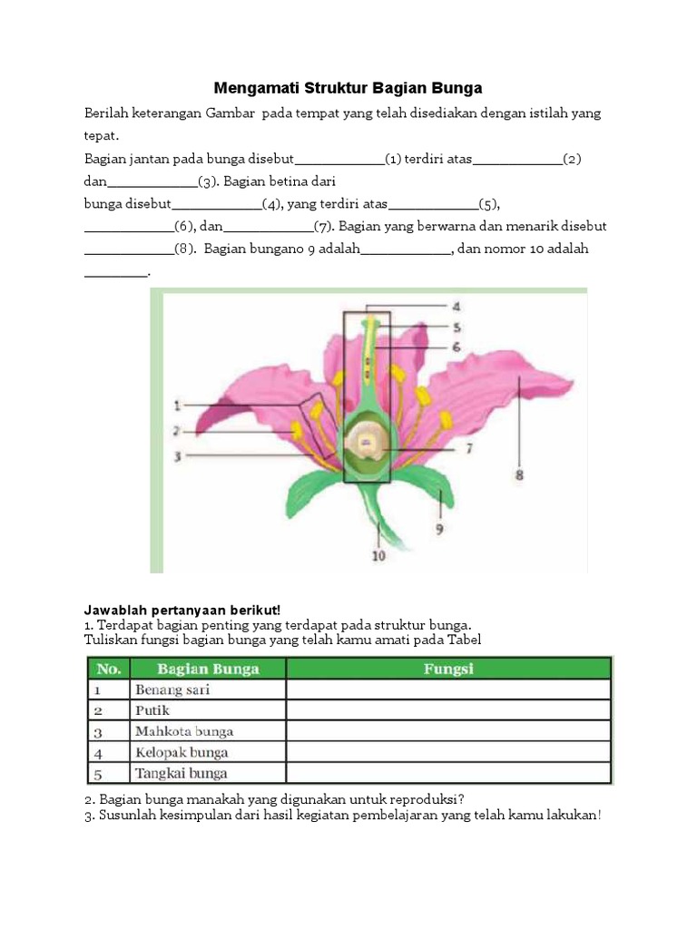 Mengamati Struktur Bagian Bunga | PDF