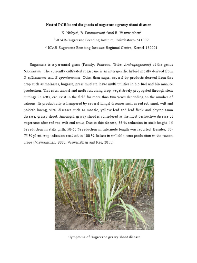 Nested PCR Based Diagnosis of Sugarcane Grassy Shoot Disease | PDF ...