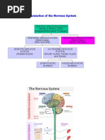 Ninja Nerd Science & Medicine | PDF | Circulatory System | Vein