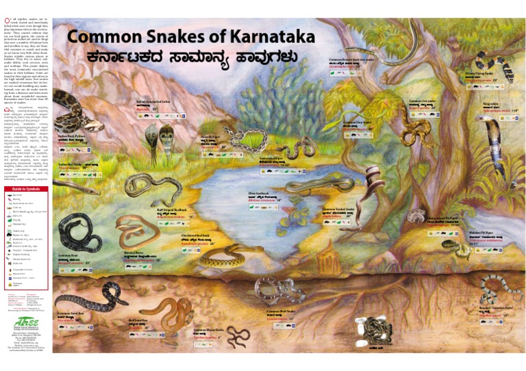 Common Snakes of Karnataka | PDF | Snake | Amniotes