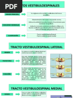 Tracto Rubroespinal | PDF | Cerebro | Neuroanatomía