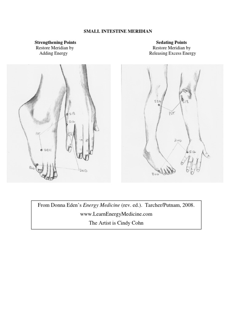 Small Intestine PDF | PDF