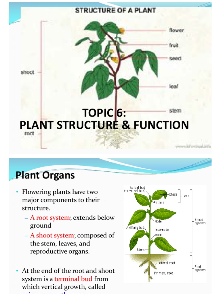 Topic 6: Plant Structure & Function | PDF | Leaf | Plant Stem