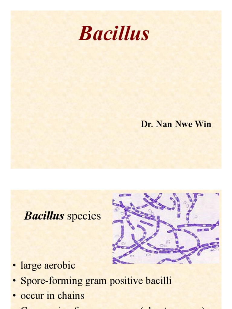 Bacillus Species Characteristics and Medically Important Types | PDF ...