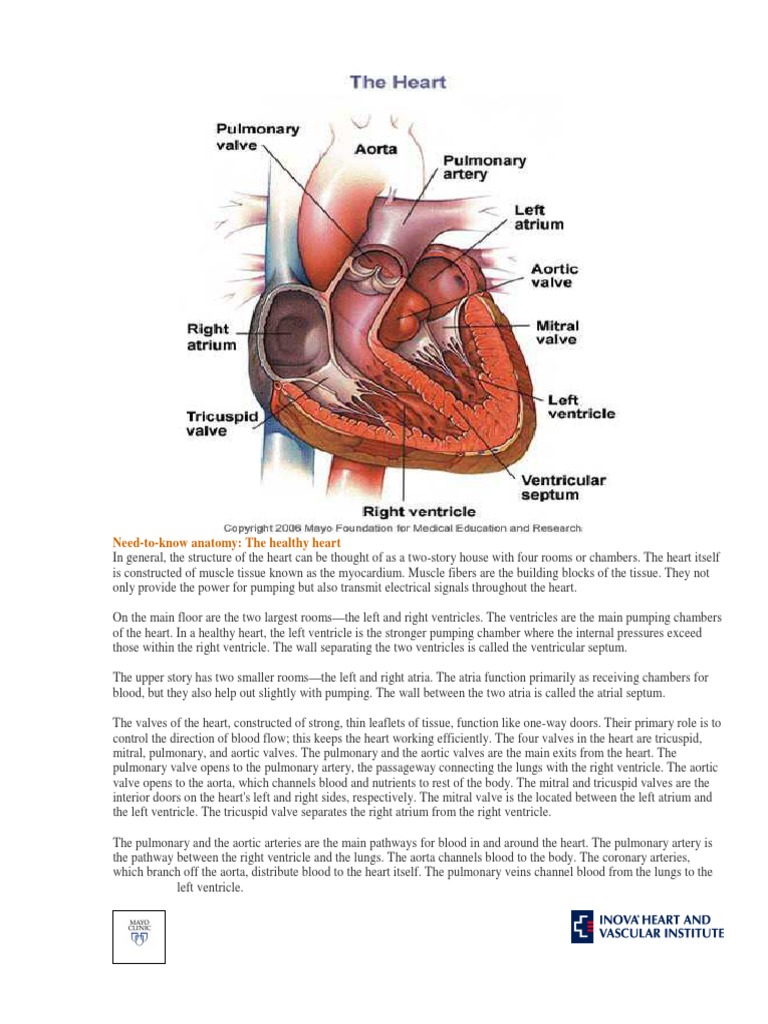 Human Heart PDF | PDF