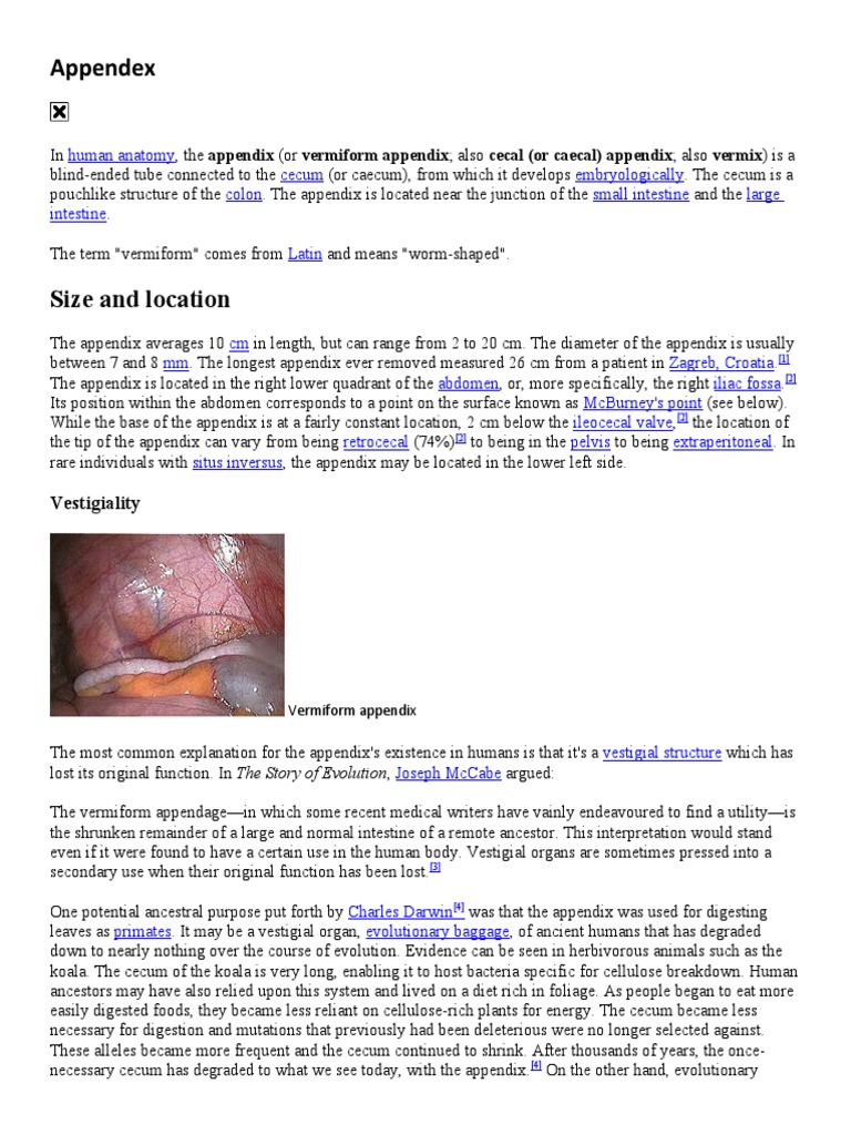 The Function and Features of the Human Vermiform Appendix | PDF ...