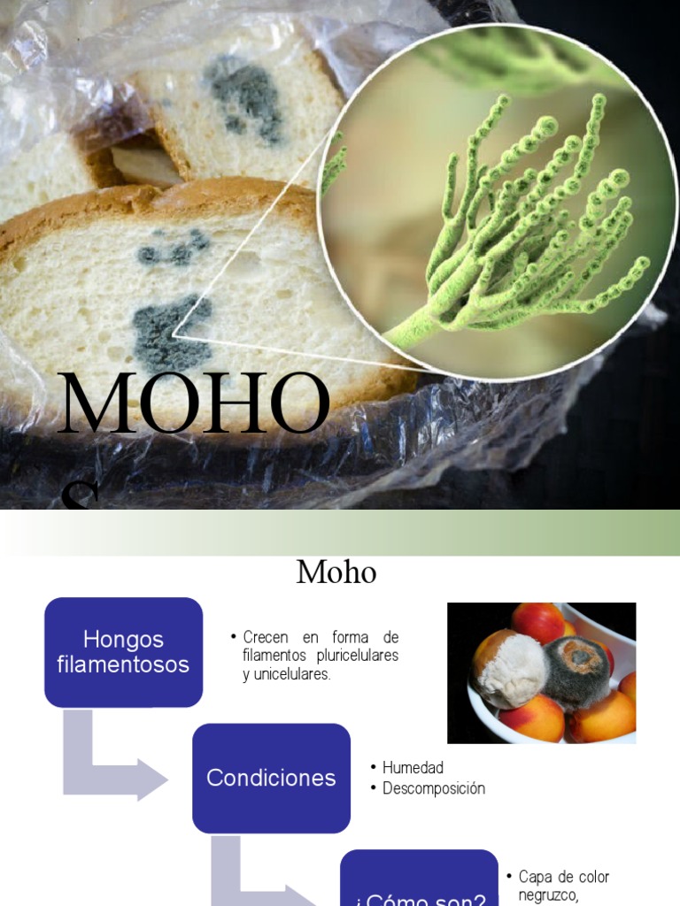 Mohos y Levaduras | PDF | Molde | Hongo
