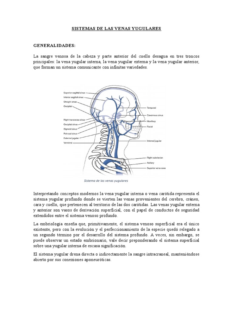 Vena Yugular Interna | PDF | Anatomía humana | Angiología