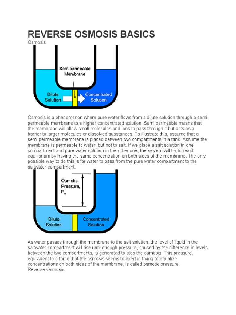 Osmosis Basics | PDF | Osmosis | Membrane