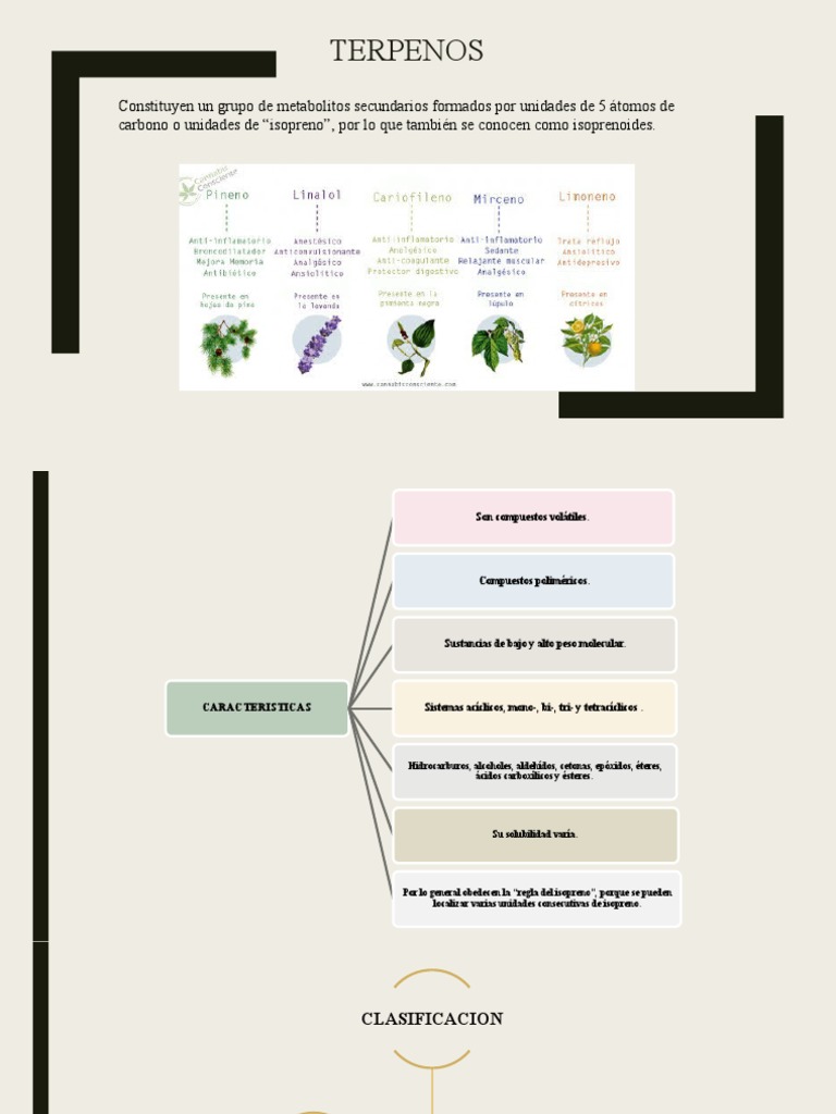 TERPENOS | PDF | Sustancias químicas | Compuestos químicos