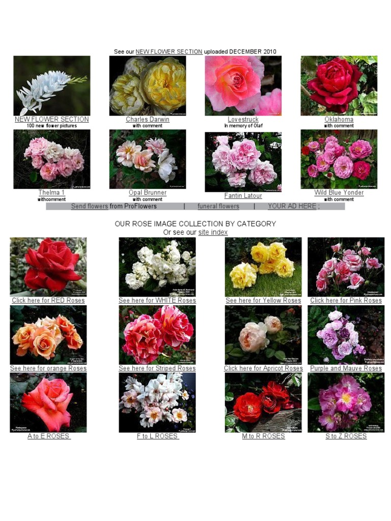 Our Rose Image Collection by Category or See Our | PDF | Rose | Garden ...
